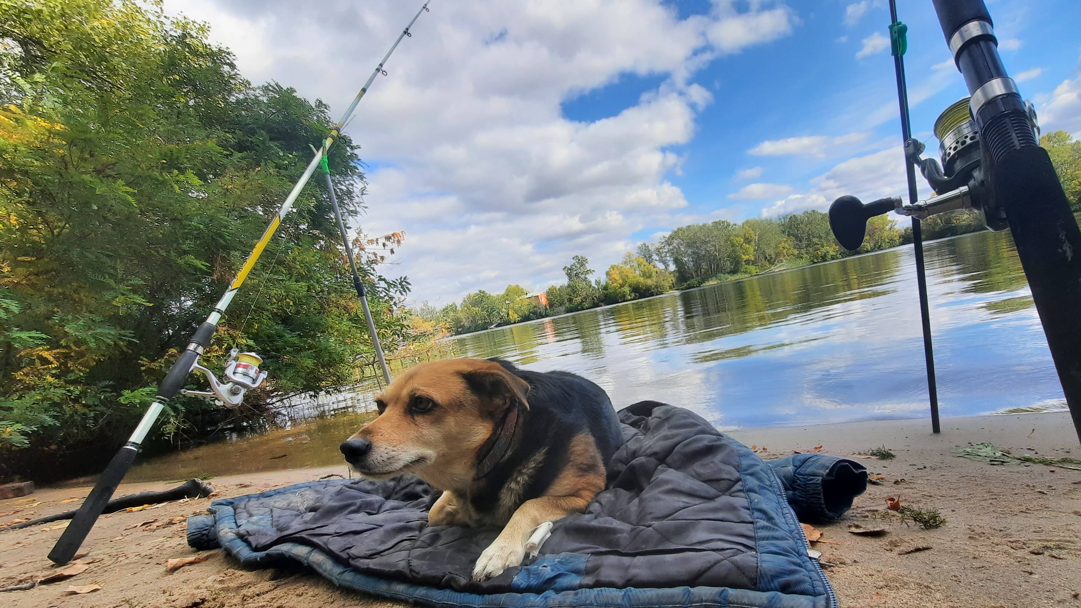 НАШЛИ КРУПНУЮ ПЛОТВУ! Рыбалка на донки с собакой.