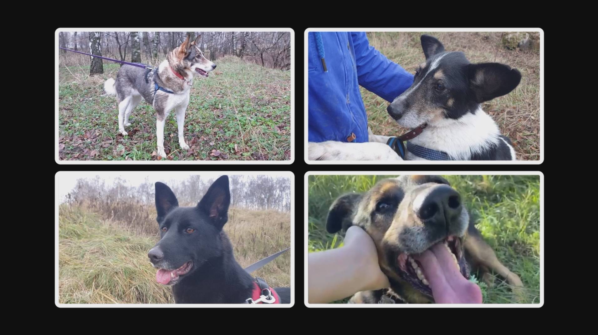 Собаки в приюте #2