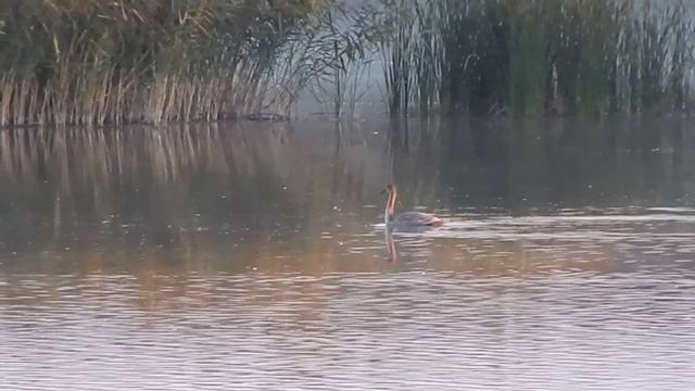 Лебеди со взлётом озеро Ильмень 0