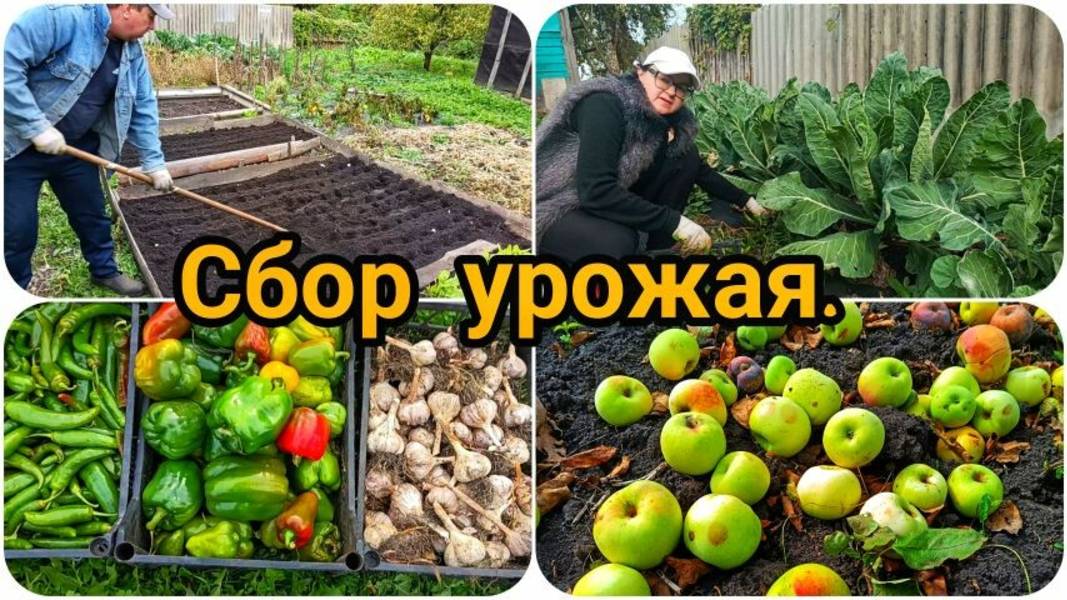 ПОСАДИЛИ ЧЕСНОК 🧄🧄 СОБРАЛИ УРОЖАЙ 🌶️🫑🍎🍏 ПОЕХАЛИ ДОМОЙ 🏡