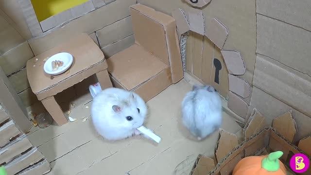 ХЕЛЛОУИН 2/ КВЕСТ для ХОМЯЧКОВ В ДОМЕ С ПРИВИДЕНИЯМИ