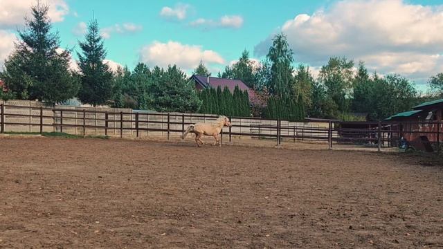 Возрождение вятской породы лошадей