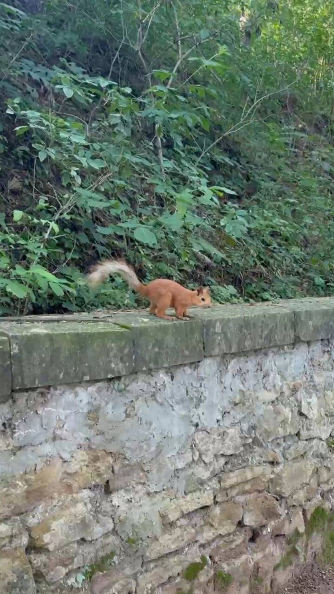 Два места в Кисловодском парке, где можно встретить животных
