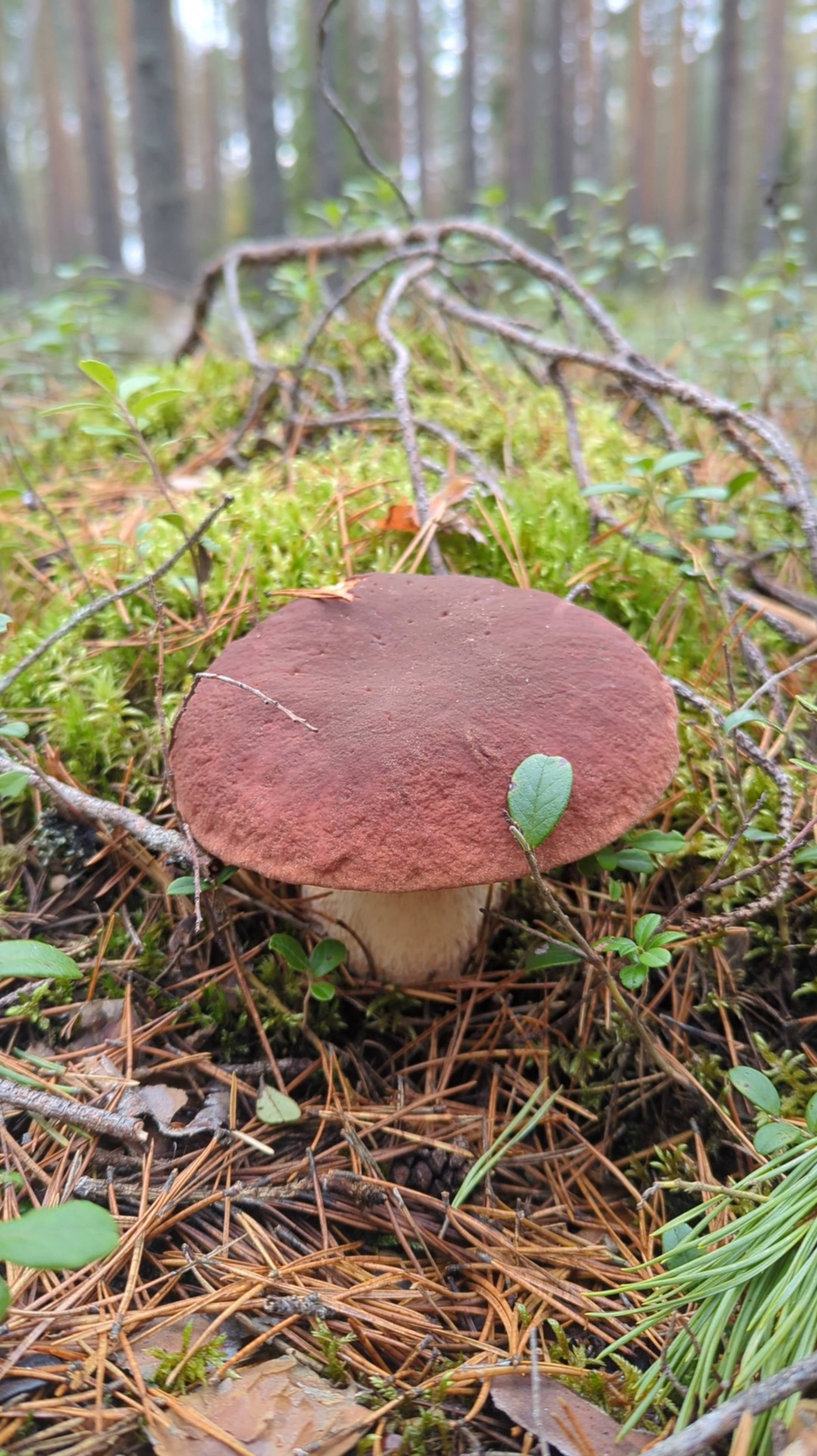 Под конец сезона, октябрь 2025 #грибы #октябрь2025