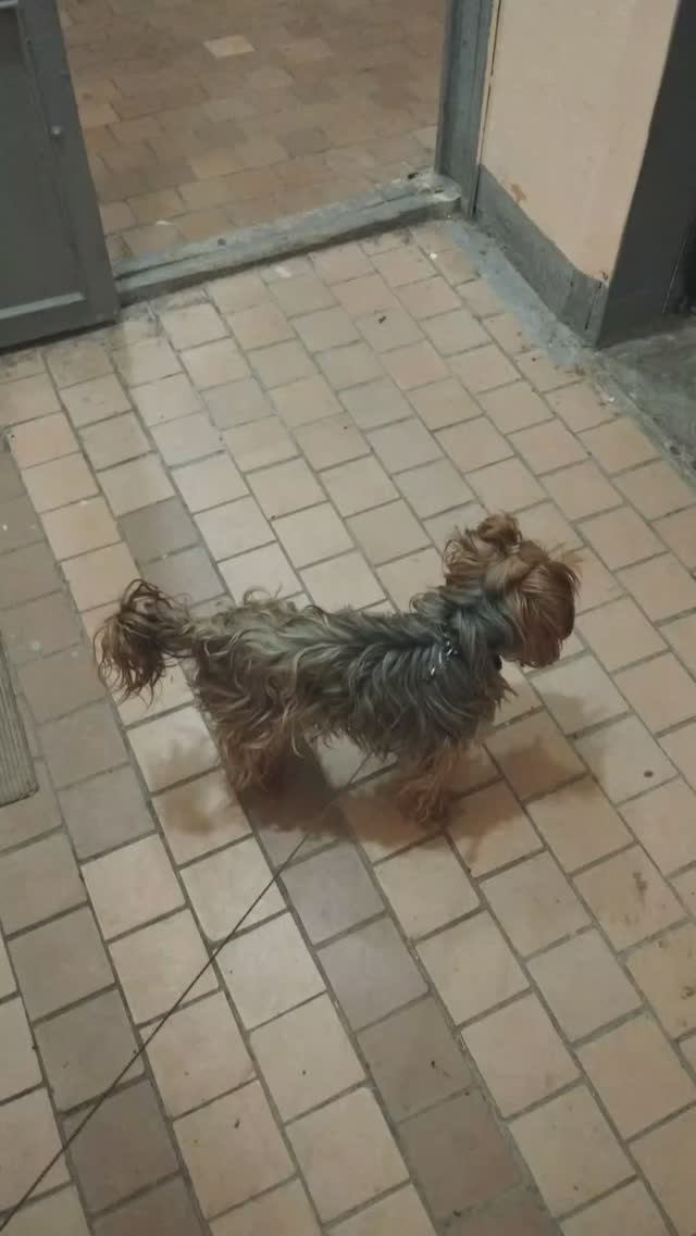 Мы идём гулять с собакой! | 8-окт-2025, 3