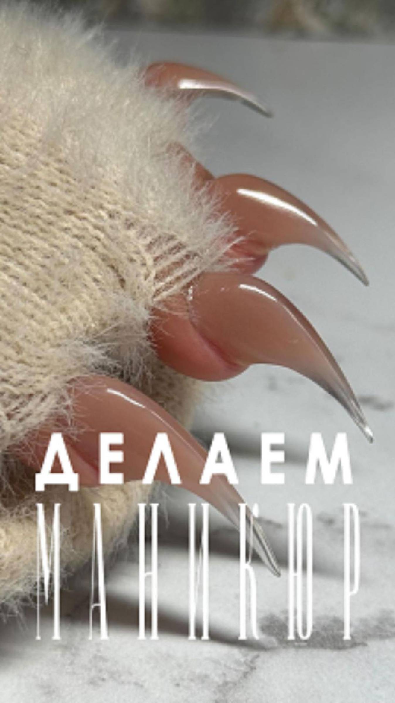 Кошачий маникюр - стрижем когти коту правильно