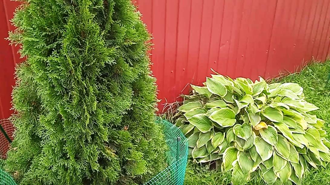 Почему туи лучше всего сажать осенью и на каком расстоянии друг от друга