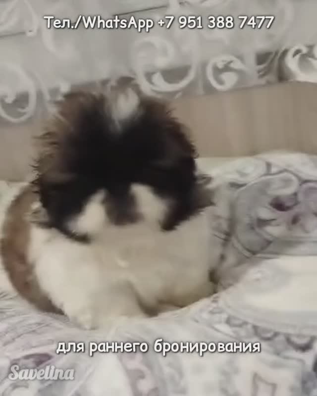 Питомник пекинесов "Савелина", Лучик продаётся