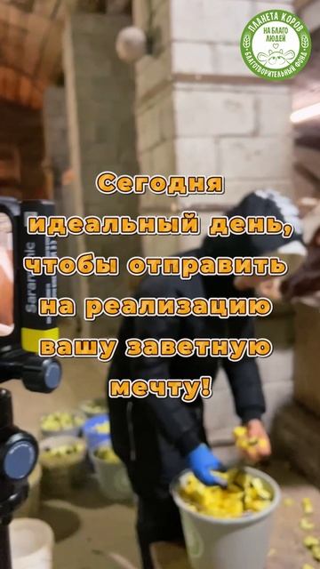 Сегодня 9 октября кормим коров онлайн!