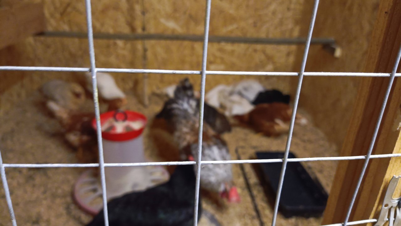 Не было печали купила баба порося...