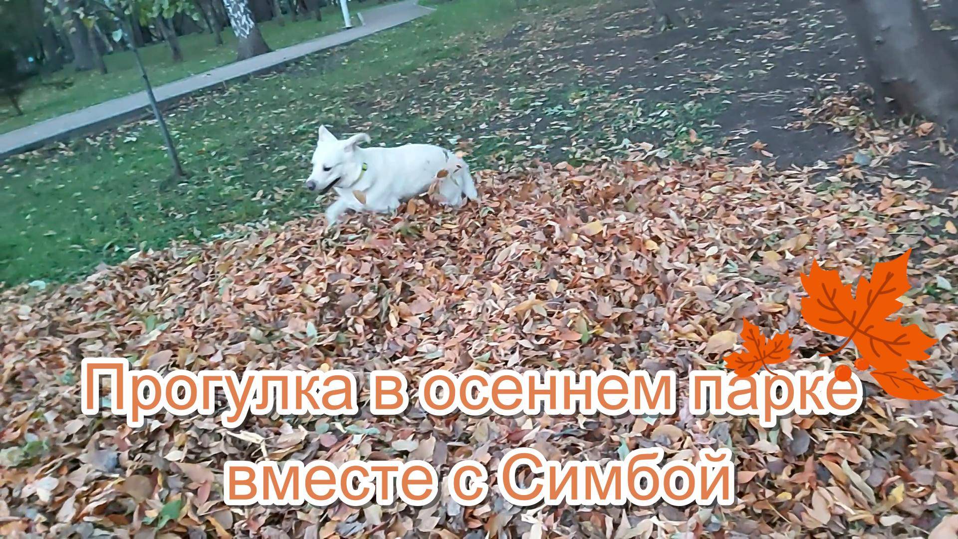 Прогулка в осеннем парке вместе с Симбой