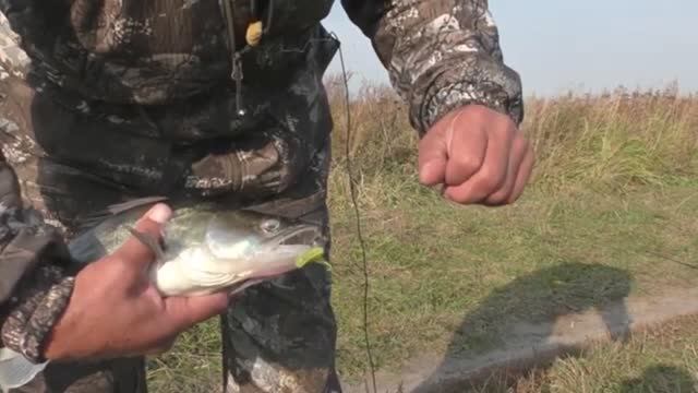 Особенности ловли судака и окуня осенью!