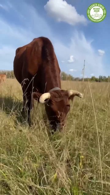 Гость Планеты коров: Роман Фёдоров🙏 Впечатления о Планете коров