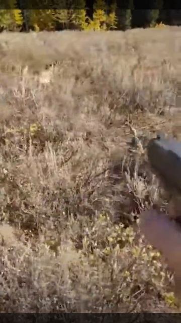 НЕ ХОДИТЕ В АФРИКУ ГУЛЯТЬ🌴👑🦁🐯