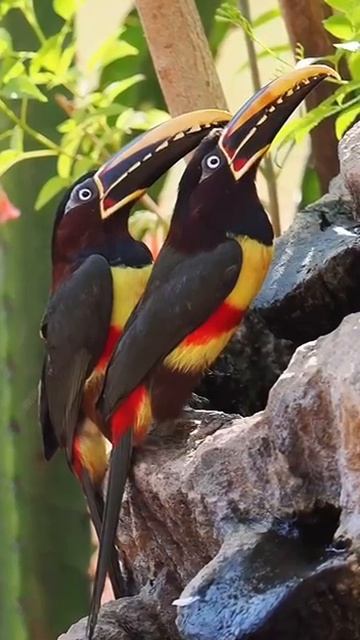 Красный ара🦜✨👑