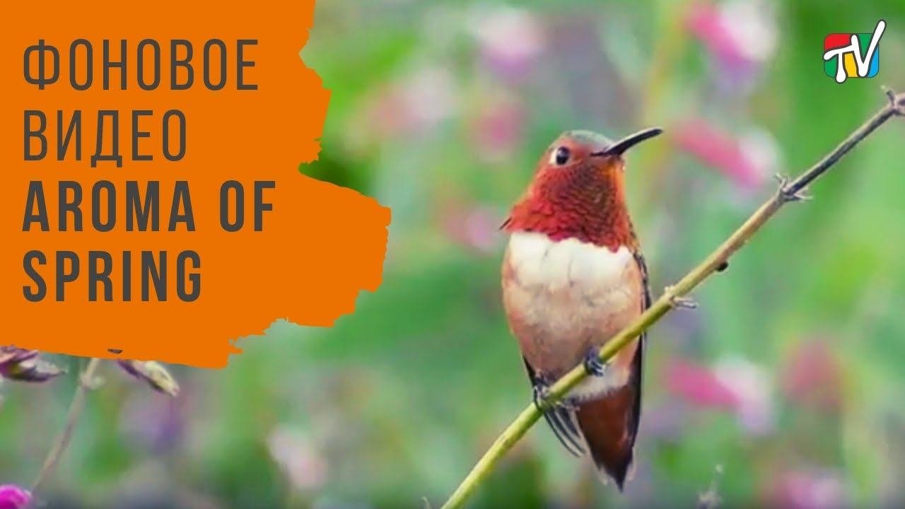 Фоновое видео. Трейлер канала "Aroma of Spring"
