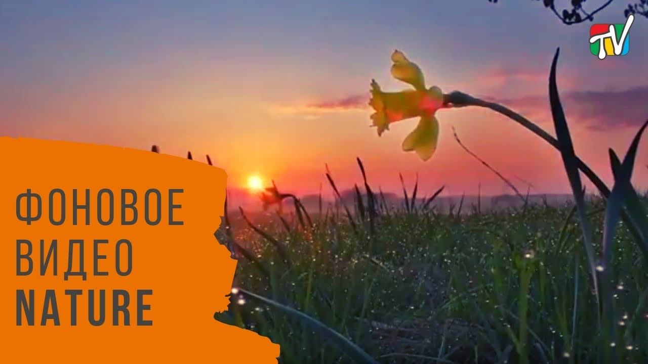 Фоновое видео. Трейлер канала "Nature"