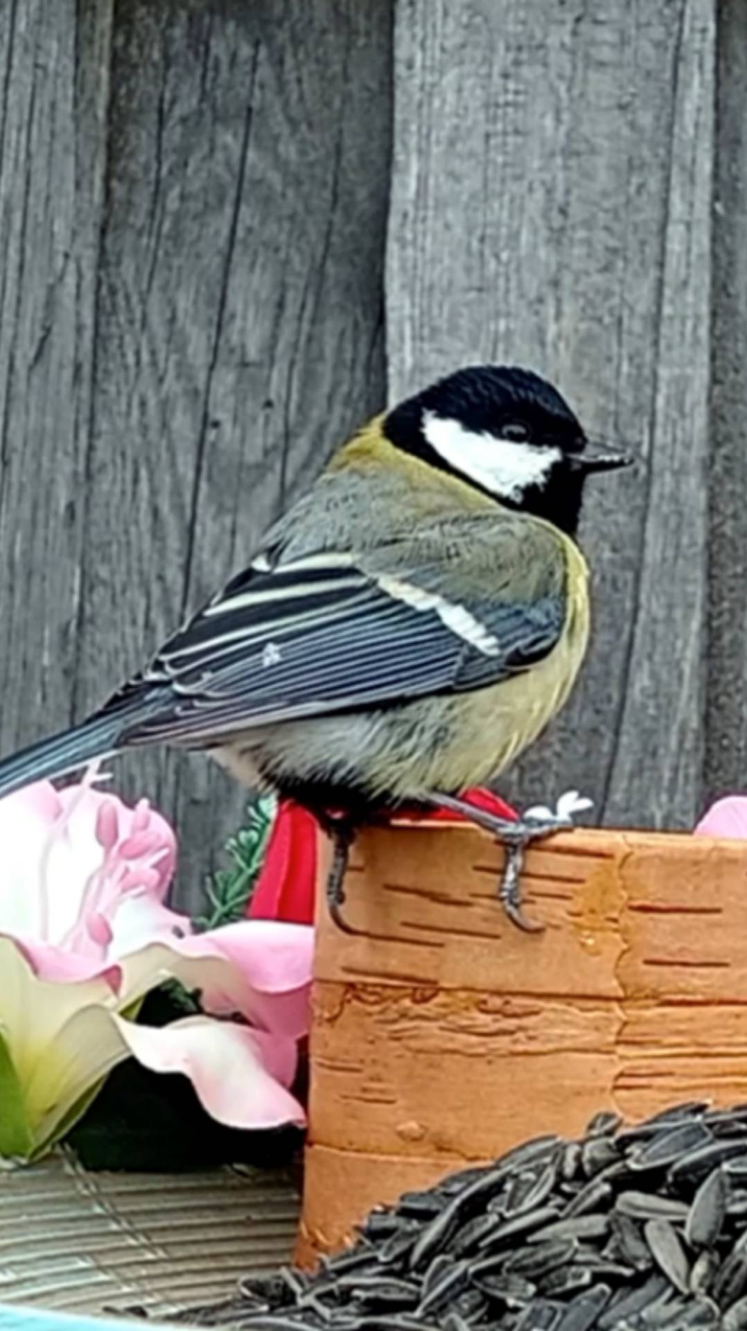 Синичка пьёт воду