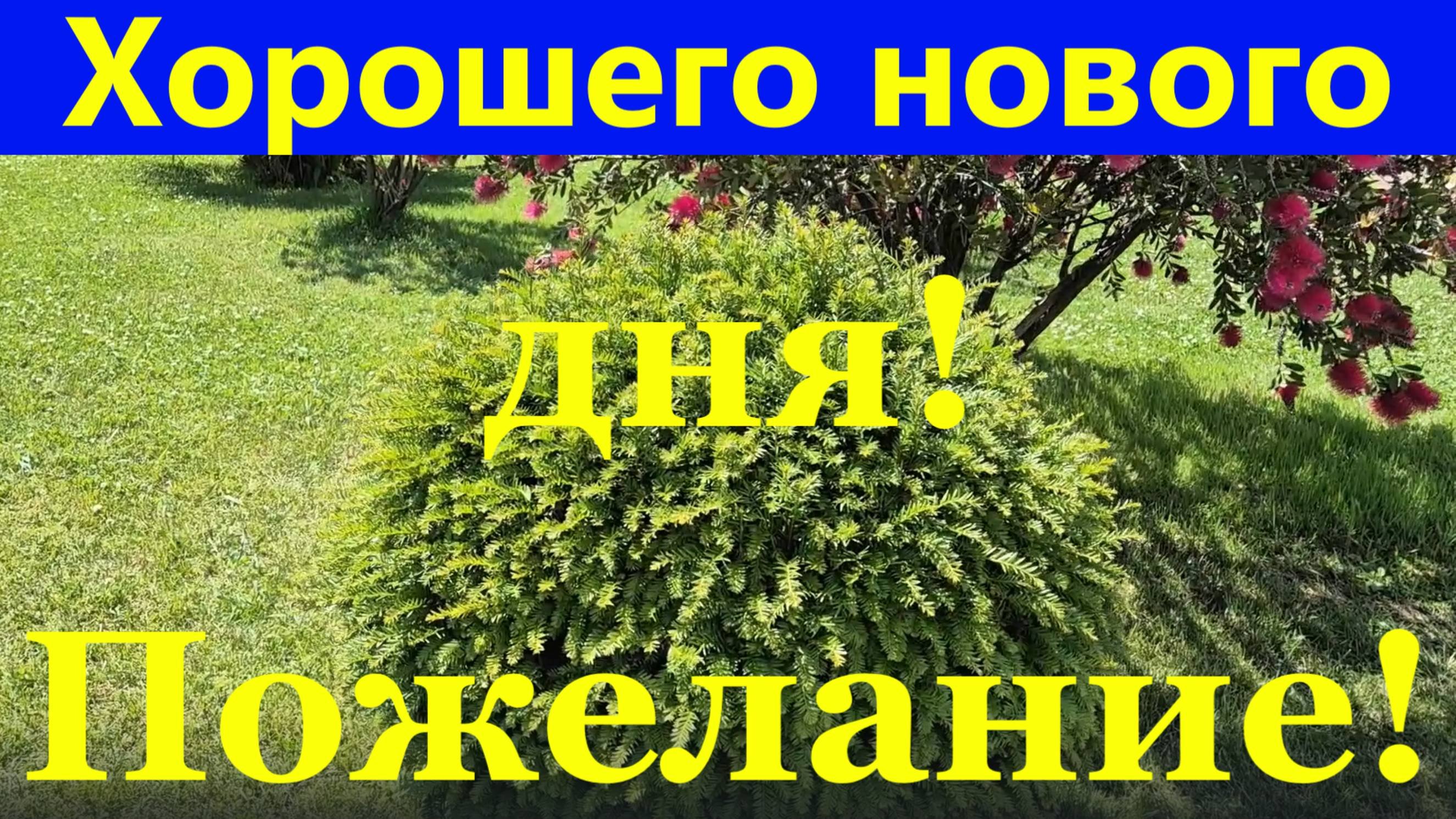 Хорошего нового дня! Пожелание!