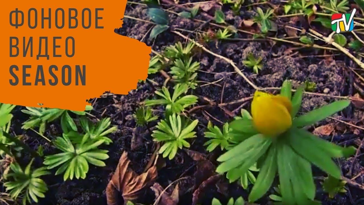 Фоновое видео. Трейлер тематики "Сезоны" (Seasons)