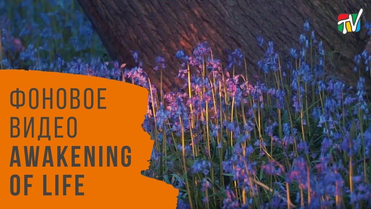 Фоновое видео. Трейлер канала "Awakening of Life"