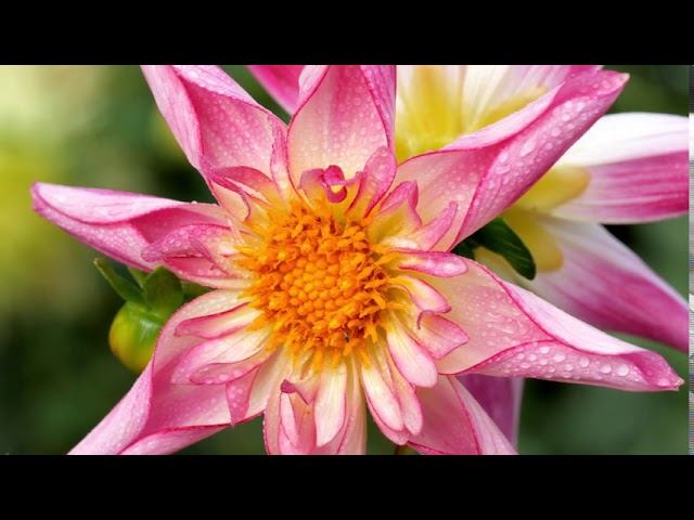 Фоновое видео. Трейлер канала "Beauty Of Summer"