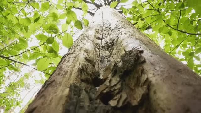 В Рудничном бору продолжаются мероприятия по оздоровлению леса