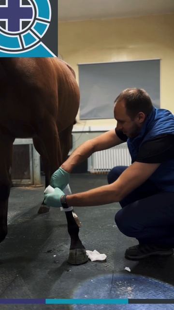 MAXIMA VET: Перевязка раны у лошади.