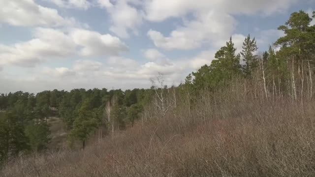 Специалисты приступили к санитарной рубке повреждённых пожаром деревьев в Рудничном бору