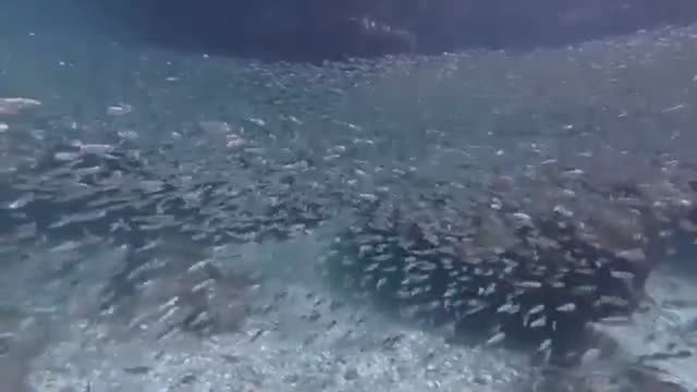 ПОДВОДНЫЙ МИР. ТУРЦИЯ 2025.