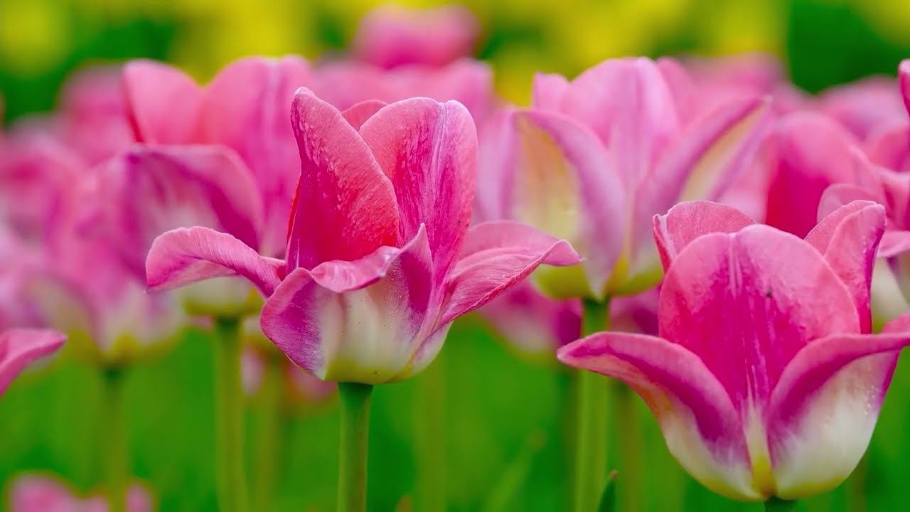 Фоновое видео. Трейлер канала "Spring Ringing"