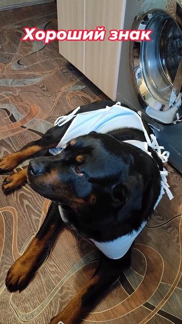 #Shorts Хороший знак #животные#собаки#ротвейлер
