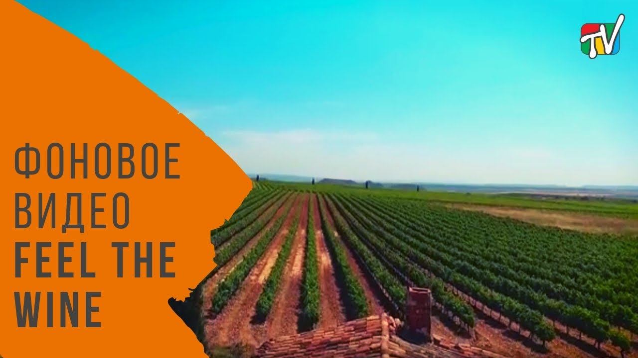 Фоновое видео. Трейлер канала "Feel the Wine"