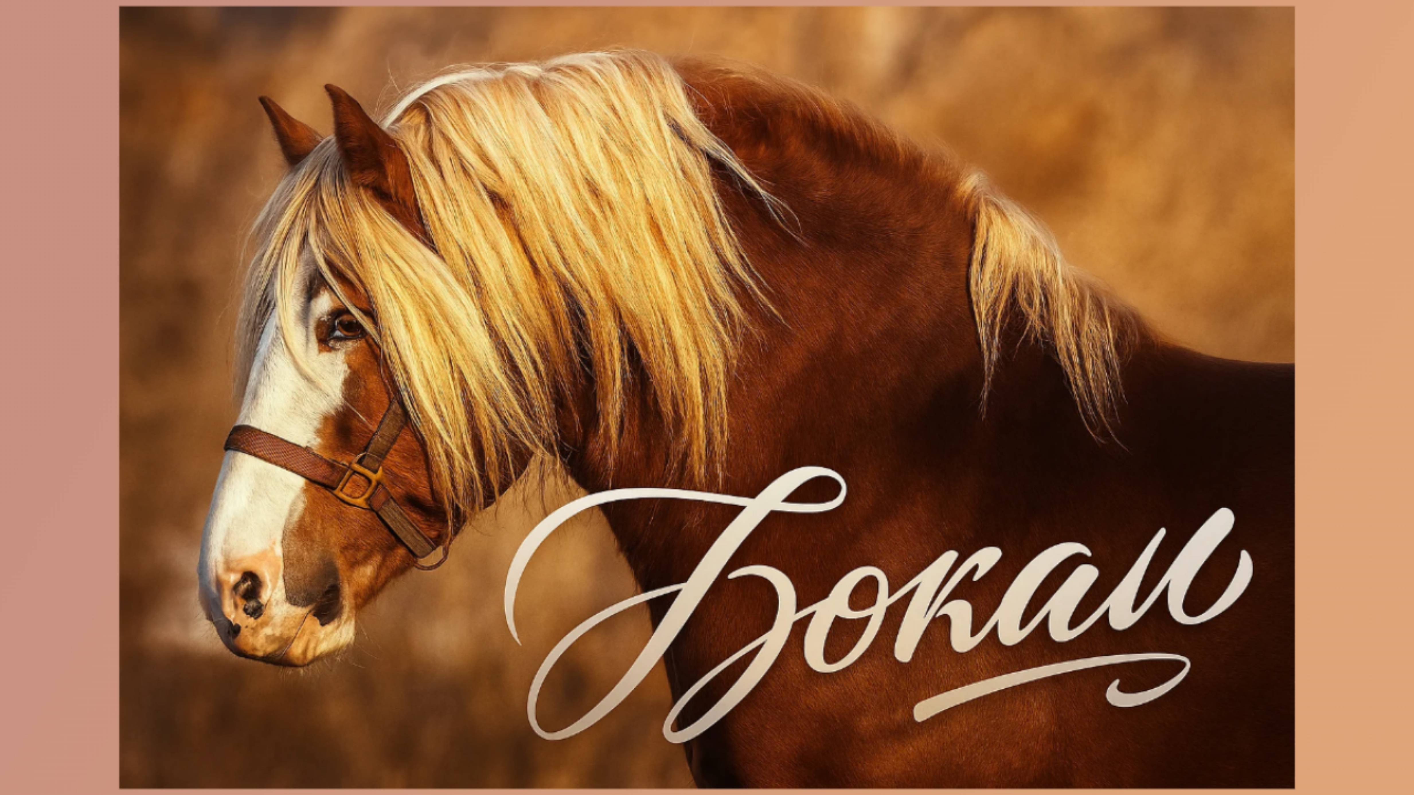 БОКАЛ. Русский тяжеловоз! КЛАСС ЭЛИТА.