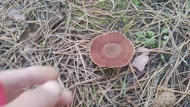 ГРИБНАЯ СРЕДА