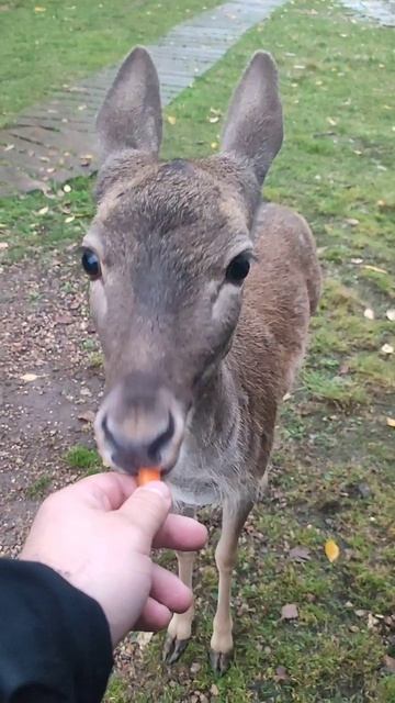 Остров Kattegat 11.10.2025 #ОстровKattegat #викинки #скандинавы #сага #конунг #Kattegat