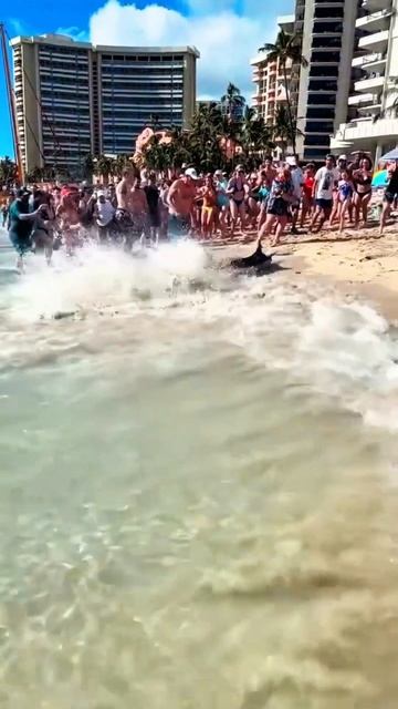 Что такое везение? | #семечки #юмор #приколы #смех #животные