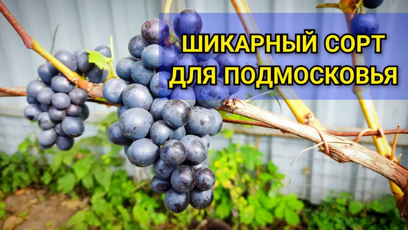 Сверхранний столовый венгерский сорт винограда НЕРО порадует северного виноградаря 🍇