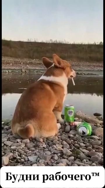 Смотрим ролики | Будни рабочего™