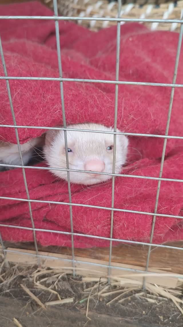 Хорек Остров Kattegat 12.10.2025 #ОстровKattegat #викинки #скандинавы #сага #конунг #Kattegat