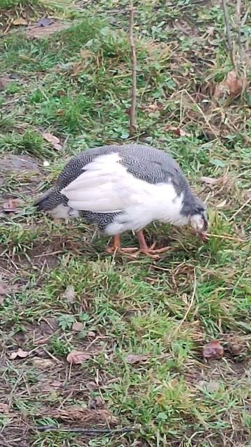 Цесарки Остров Kattegat 12.10.2025 #ОстровKattegat #викинки #скандинавы #сага #конунг #Kattegat