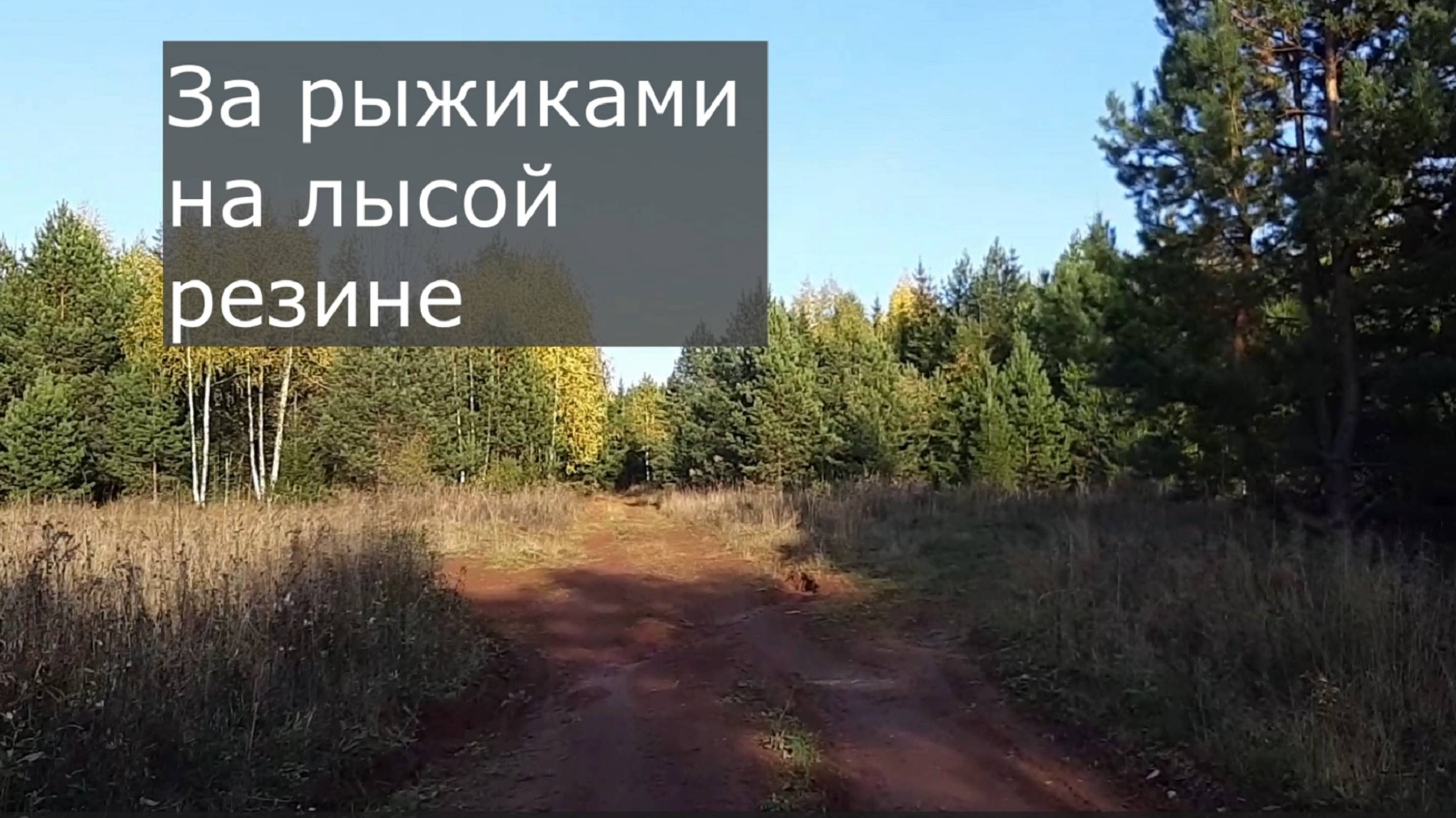 За рыжиками на ниве на лысой резине