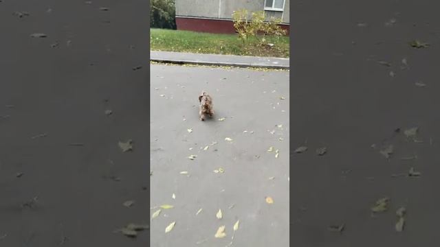 Мы идём гулять с собакой! | 12-окт-2025