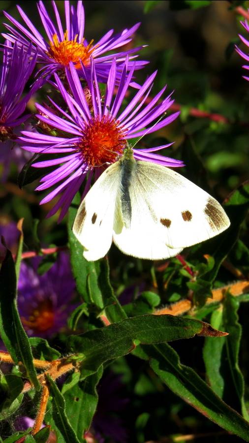 Октябрь и сентябрина