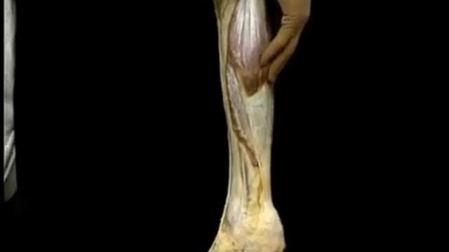 Голень и лодыжка.Легендарный видеоатлас доктора Роберта Акланда по анатомии человека