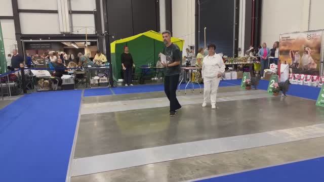 НВШ  01.09.2024 Санкт-Петербург судья Рубинштейн Т. ("Бьюти Эйбл") часть1 кобели