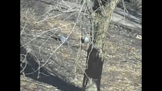 Голубь на поляне 46848654. Архив весна 2025. DSCN6113