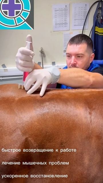 MAXIMA VET: Мезотерапия для лошадей.