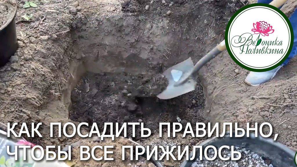 Осень в саду: как сажать правильно, чтобы всё прижилось