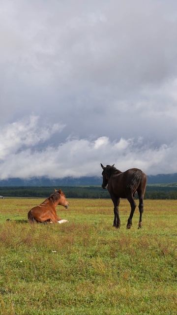 Наши Альпы #горы #луга #лошади
